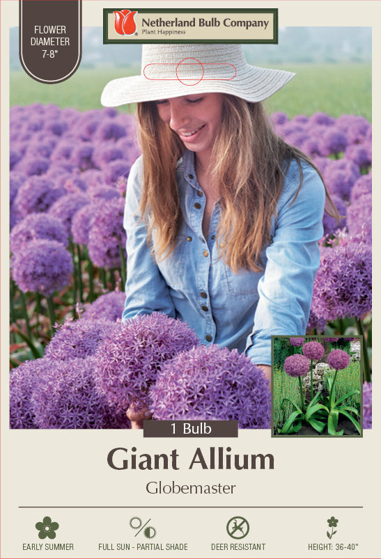 Netherland Bulb Company Giant Allium 'Globemaster' (1 Bulb) - Adrian ...